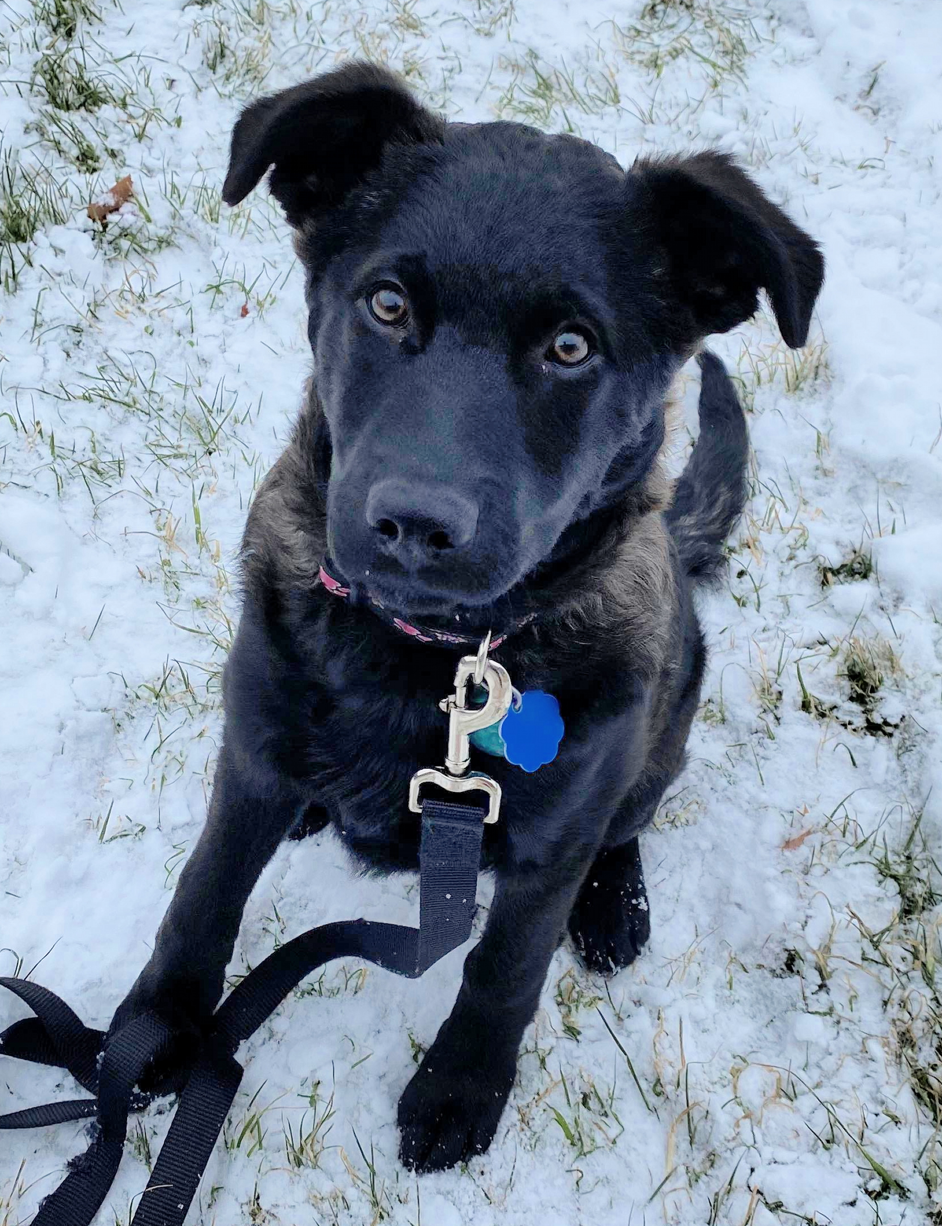 Available Dogs :: HART IS AN ALL BREED DOG RESCUE HELPING DOGS ...