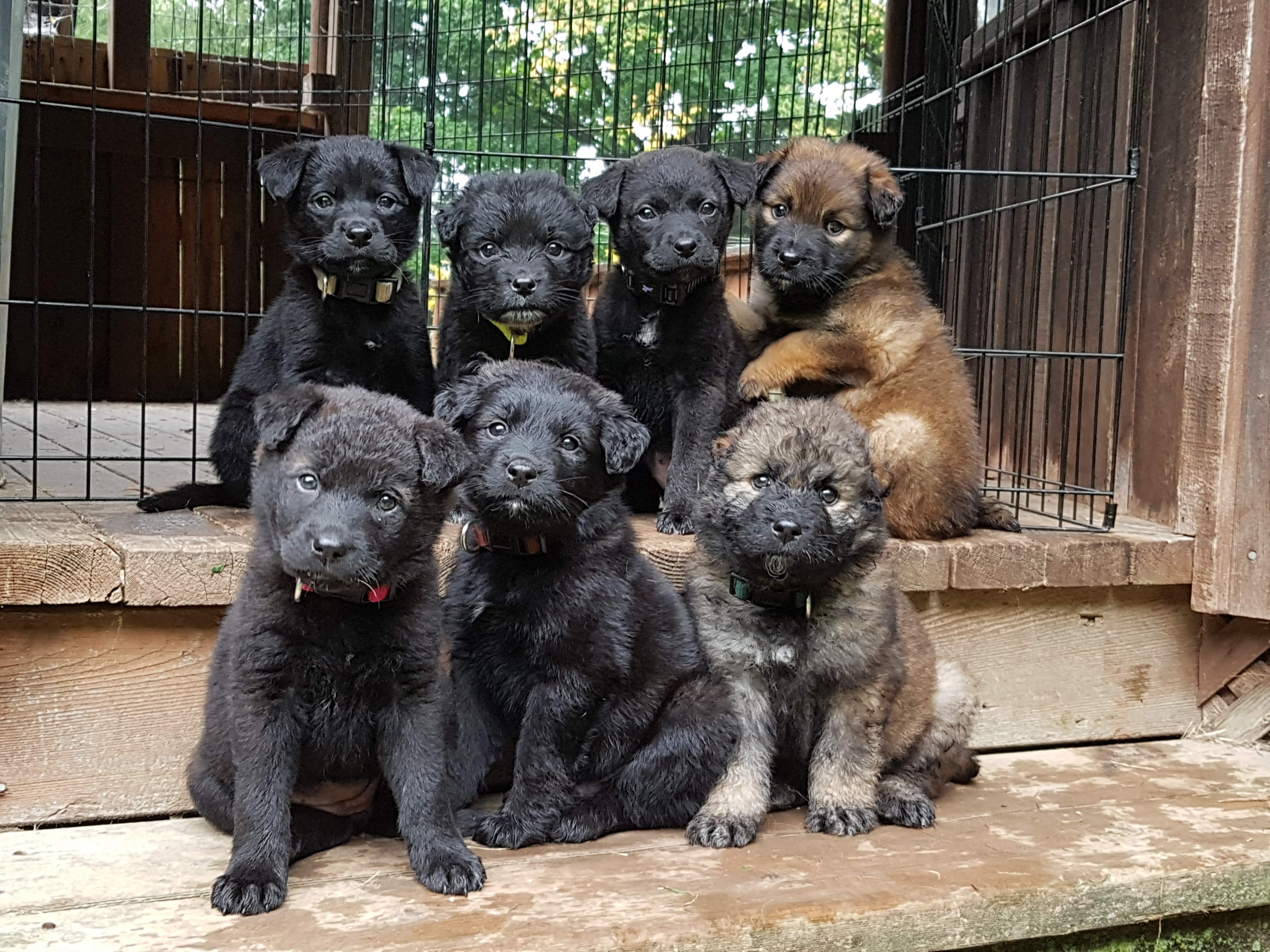 Available Dogs :: HART IS AN ALL BREED DOG RESCUE HELPING DOGS ...