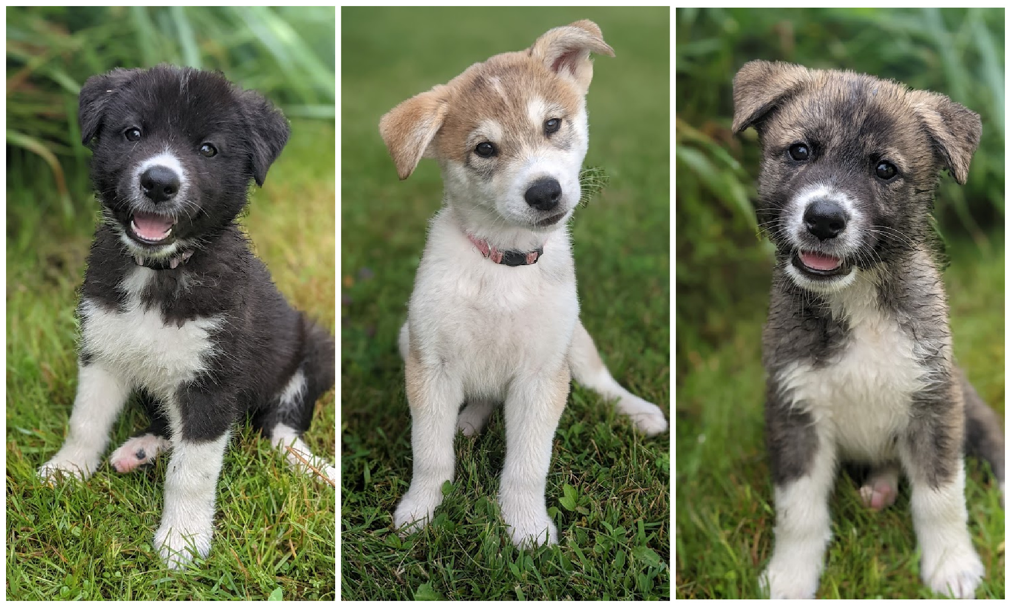 Available Dogs :: HART IS AN ALL BREED DOG RESCUE HELPING DOGS ...