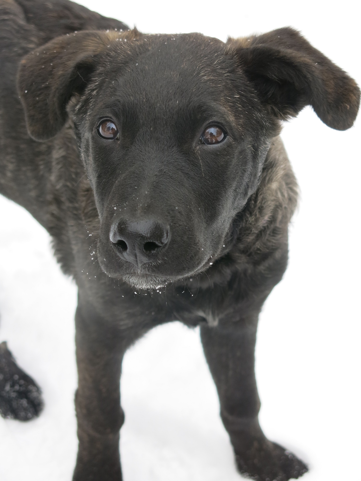 Available Dogs :: HART IS AN ALL BREED DOG RESCUE HELPING DOGS ...